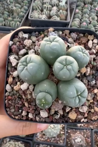 Pot 8.5cm Multi Heads Rare Succulent LivePlant Cactus Own Root WYSIWYG ...