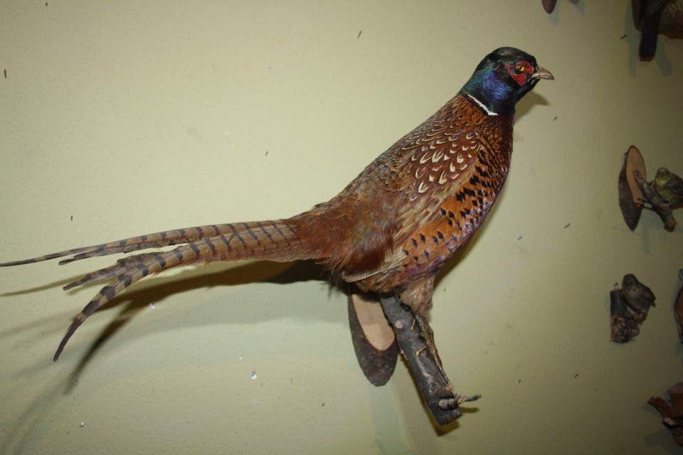 Tierpräparat Fasan, Hahn, Fasanenhahn, Jagdfasan, Jagd, Trophäe, Deko ...