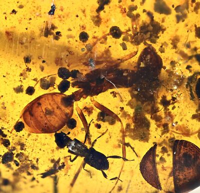 Extinct Sphecomyrma Ant, Fossil inclusion in Burmese Amber | eBay