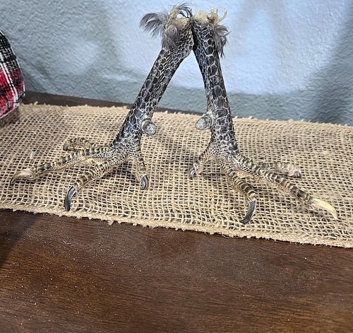 PAIR OF ROOSTER CHICKEN TAXIDERMY BIRD FEET SPURS ODITEY ARTS CRAFTS | eBay