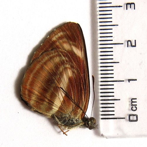 COLLECTION unmounted nymphalidae butterfly neptis miah China #486 | eBay