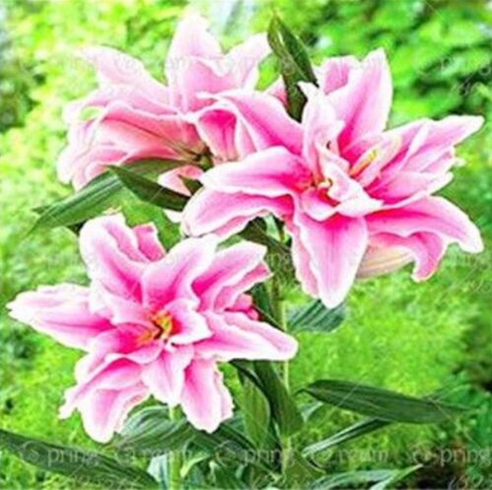 (10) LILY SEEDS rare exotic flower bloom home garden USA SELLER W ...