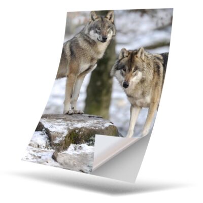 1 x Vinyl Sticker A4 - Wild Wolves Animal Wolf Pack Winter #8105 | eBay UK