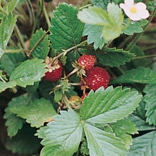 50++ Strawberry Seeds (Alexandria) - Great Heirloom Fruit Vegetable ...