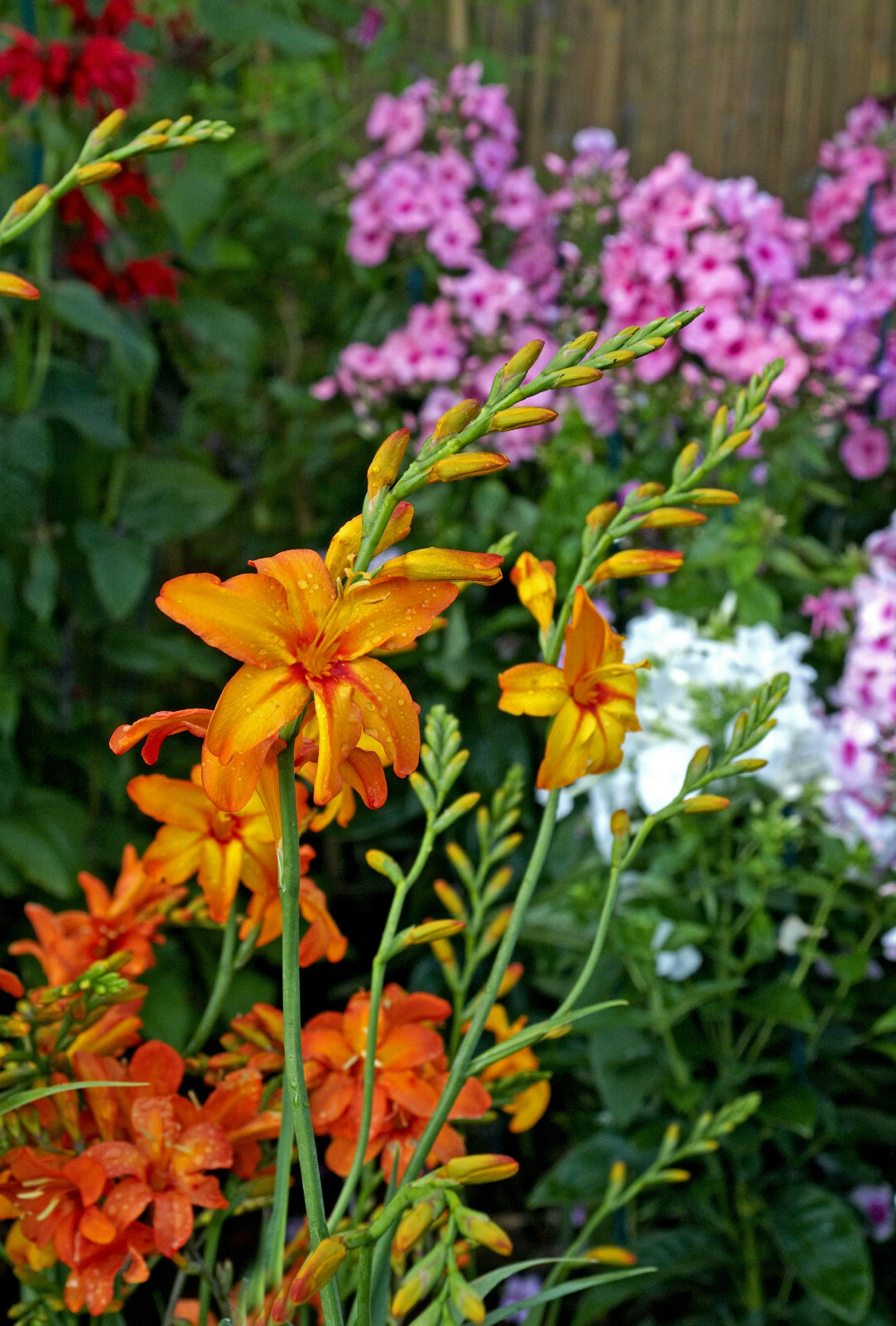 10x Crocosmia Small Flowering MIX Summer Bulbs Garden Perennial ...