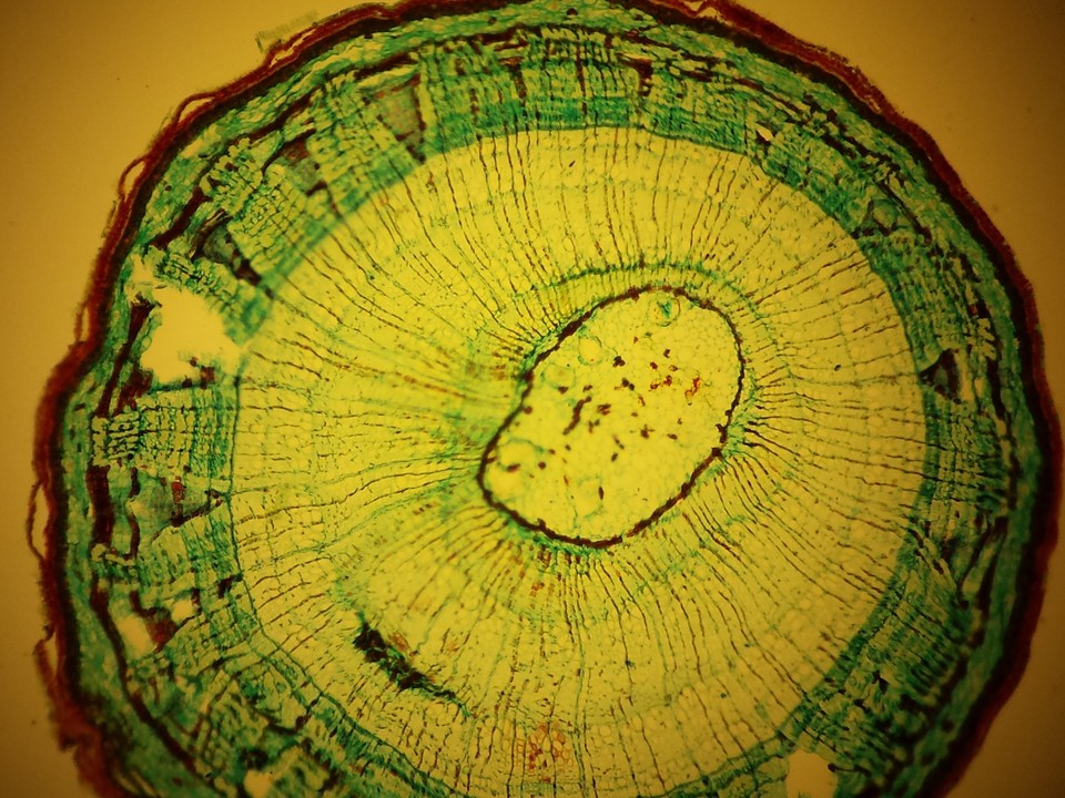 Microscope 32mm Set of Eight Solid Color Filters – Collectors Full ...