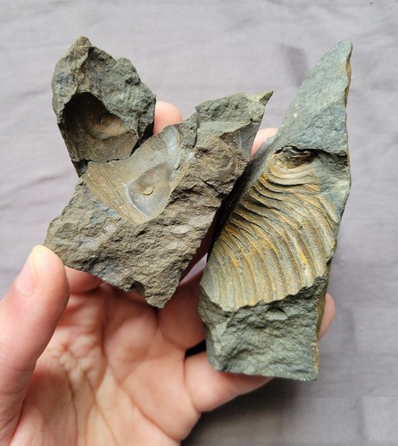 Rare Dipleura Fossil Trilobite Pieces Devonian of Sangerfield New York ...