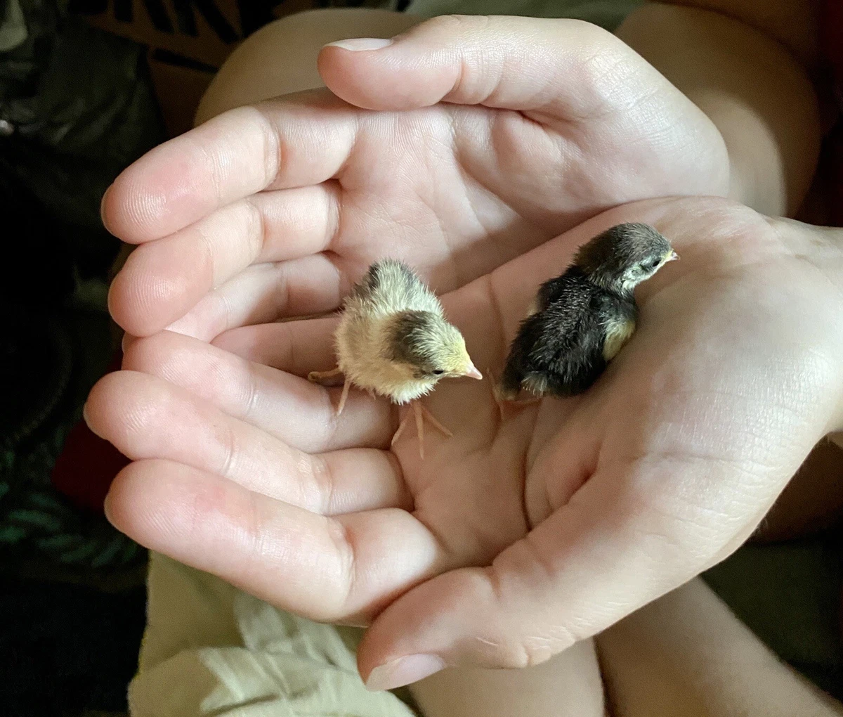 Button Quail Chicken