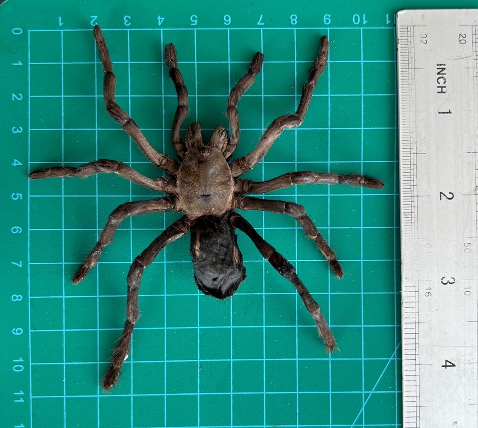 2 Real Spider Tarantula Specimen Bug Taxidermy Gallery Collection ...