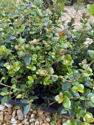 CHILEAN GUAVA MYRTUS UGNI PLANT EVERGREEN STRAWBERRY MYRTLE 9CM POT ...