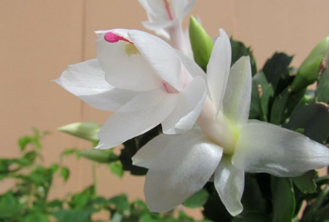 5 x CHRISTMAS CACTUS SINGLE SEGMENT LEAF BIG FLOWERS RUSSELIANA RARE ...