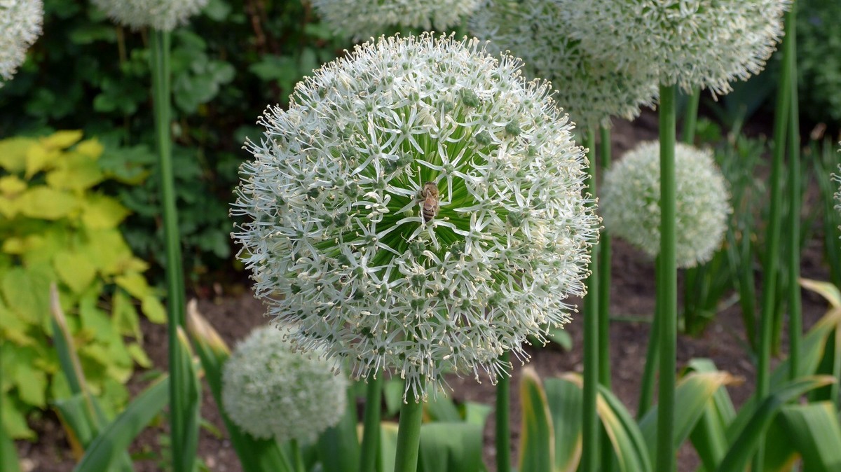 White Allium Are Alliums Invasive: Managing Ornamental Alliums In The