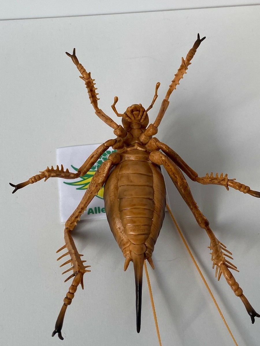 Jpg 18 Weta Gigante Weta Bilder: Stock Fotos & Videos. | Adobe Stock