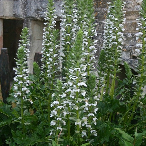 Acanthus Mollis " Rue Ledan " x 1 Plant - Pure White Flowers - Bears ...
