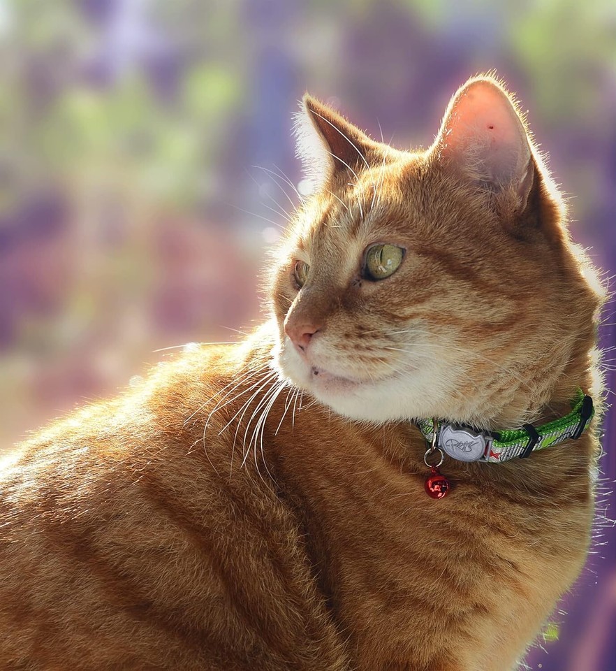 Rogz Catz ReflectoCat Collar, Lime | eBay