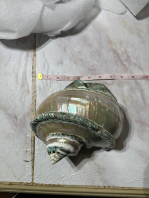 Large Green Turbo Marmoratus Turban Sea Shell Mother of Pearl 9 In | eBay