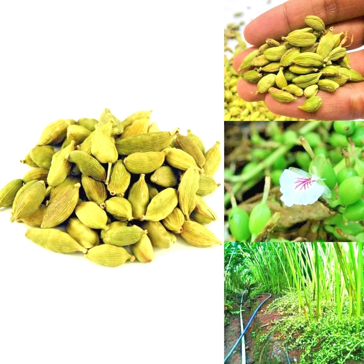 Cardamom Seeds Plant