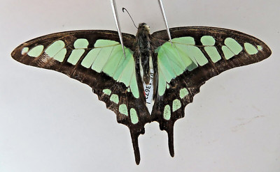PA13673. Insects, butterflies: Papilio sp. North Vietnam | eBay