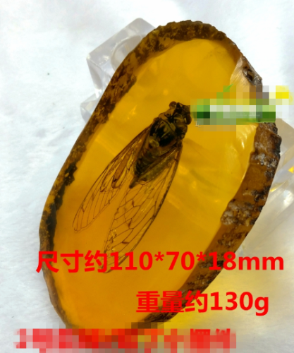 Chinese Collectible Rare Amber Inner Inlay Cicada True Insect Specimens ...