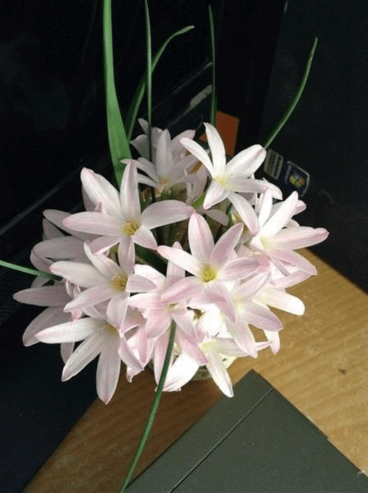 5 BULBS FIRST LOVE RAIN LILY ZEPHYRANTHES ROSEA .FLOWERING SIZE. | eBay
