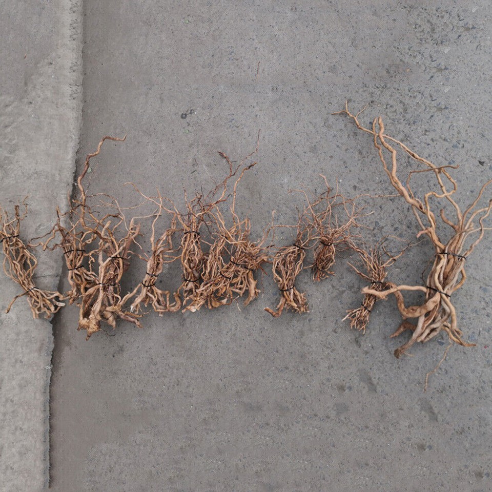 Natural Driftwood Aquarium Root Trunk Tree Fish Tank Landscape Plants ...