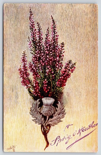 Scotland~Pink Purple Heather~A Sprig o Heather~1908 TUCK Oilette ...