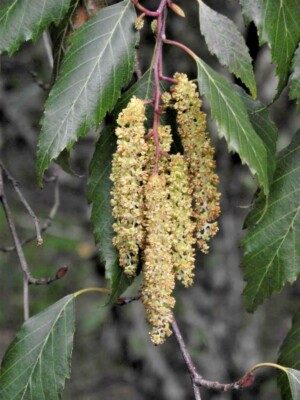 Alnus jorullensis - Mexican Alder / Evergreen Alder - 30 seeds | eBay ...