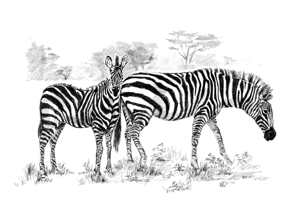 Bleistiftzeichnungen Von Zebras Leinwandbild (Zebras, 60 X 40 Cm)