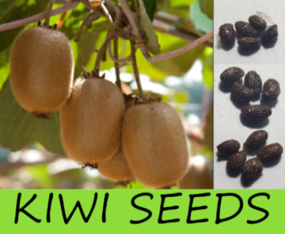 100+ Kiwi SEEDS ~Sweet Vine Fruit ~Organic ~Garden planting ~Actinidia ...