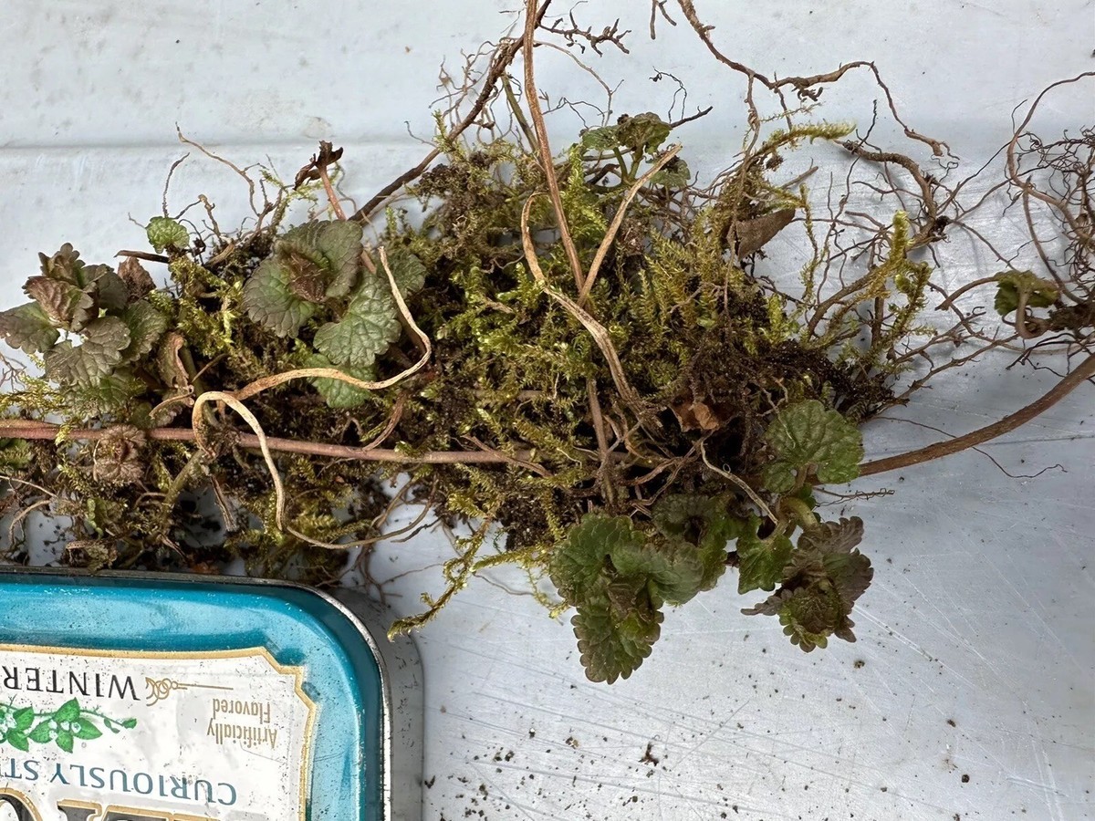 Creeping Charlie Roots 3 Ways To Kill Creeping Charlie WikiHow