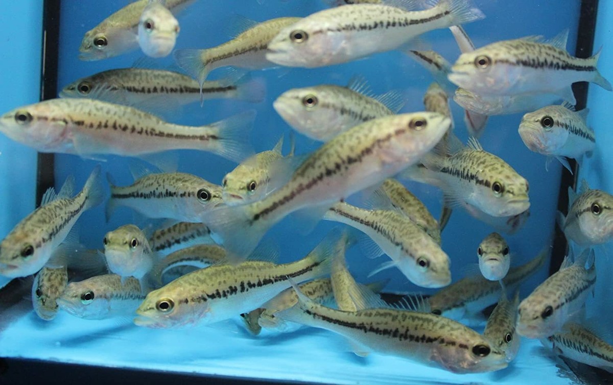 Bluegill Fry