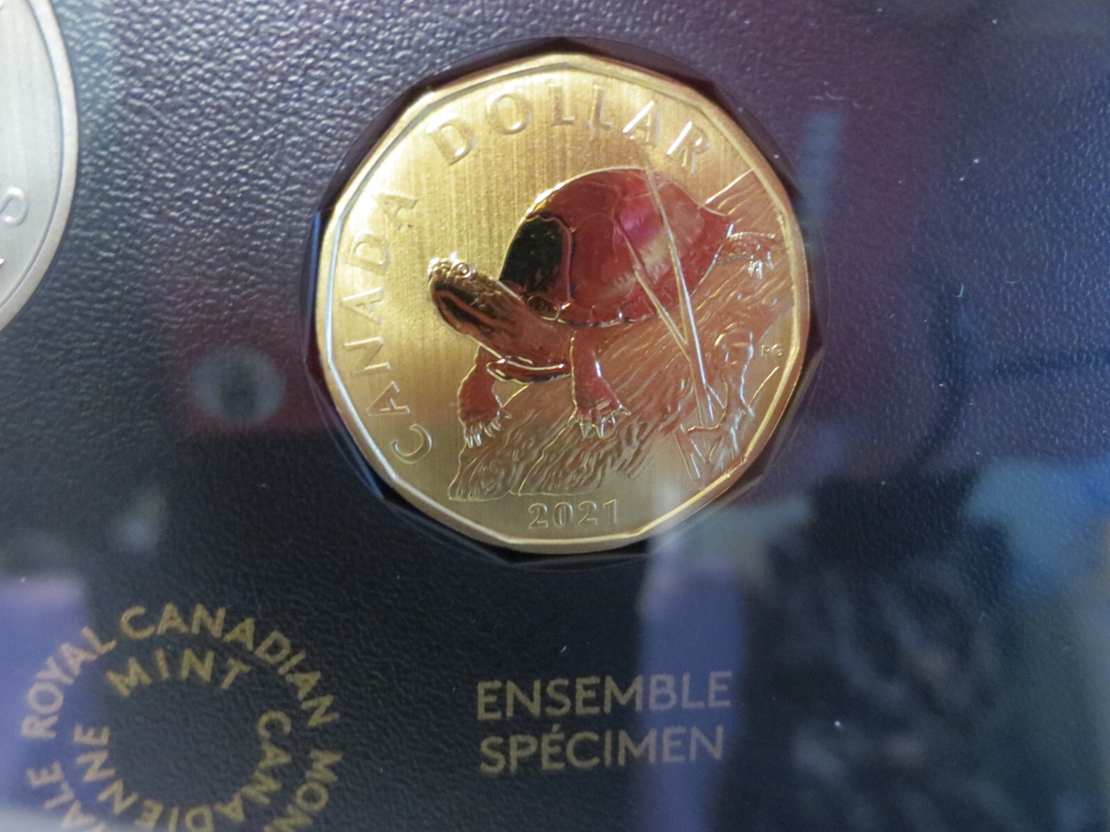 2021 CANADA ENDANGERED SPECIES BLANDING'S TURTLE COIN SPECIMEN SET | eBay