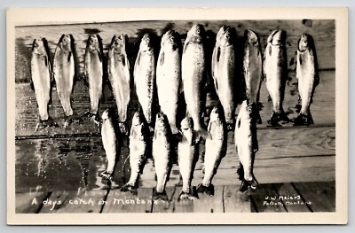 Fish A Days Catch In Montana RPPC J W Meiers of Polson Real Photo ...