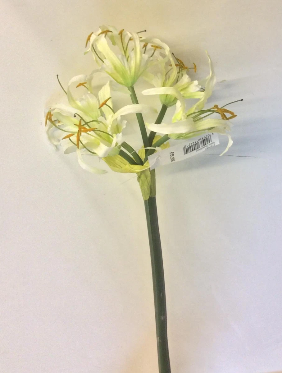 Nerine Bouquet