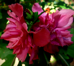 LIVE PLANTS DOUBLE RED ALTHEA ROSE OF SHARON HIBISCUS FLOWERING BUSH ...