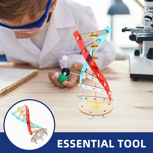 2 Science Toy Kit Biology Classroom Supplies Dna Double Helix Model ...