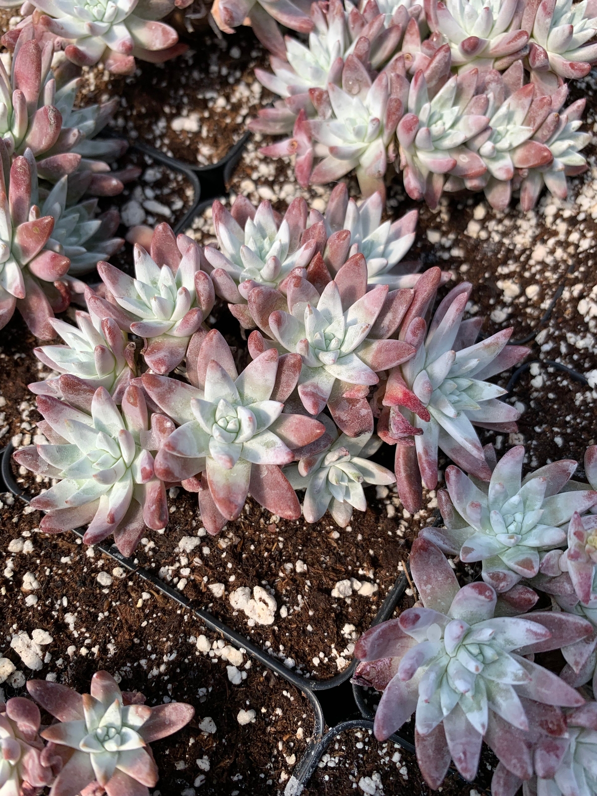 Dudleya gnoma S.W.McCabe (White Greenii) - April Farm/Rare Succulents ...