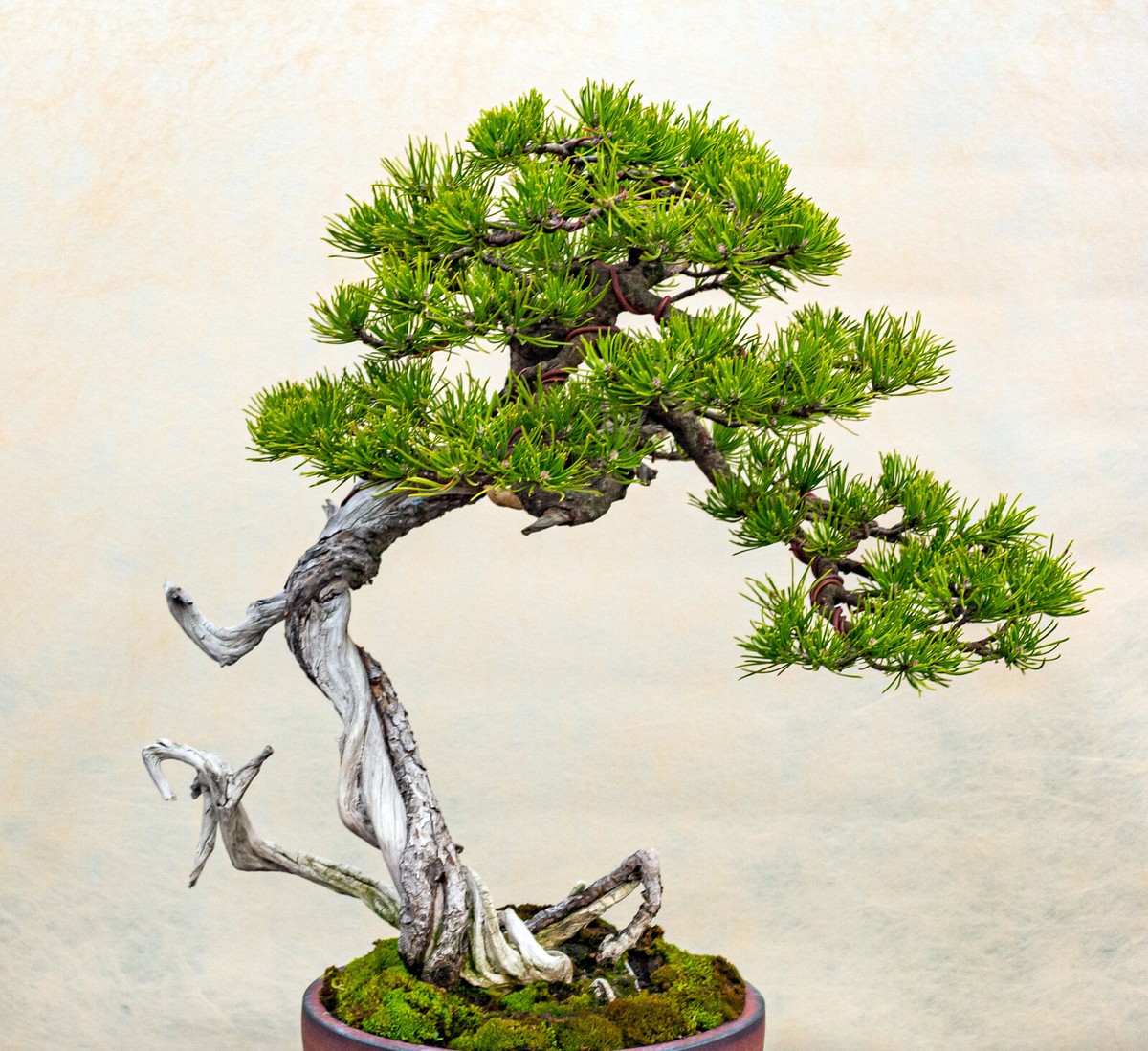 Pinus Ponderosa Bonsai