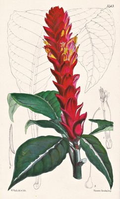 Aphelandra Liboniana Brasil Botanik flower botany lithograph Curtis ...