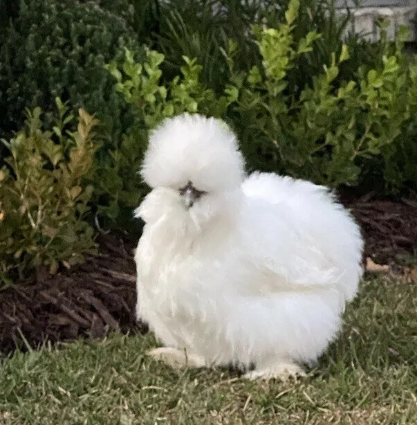 SALE🎈🎈🎈6 Show Quality Silkie Chicken Fertile Hatching Eggs, Bearded ...