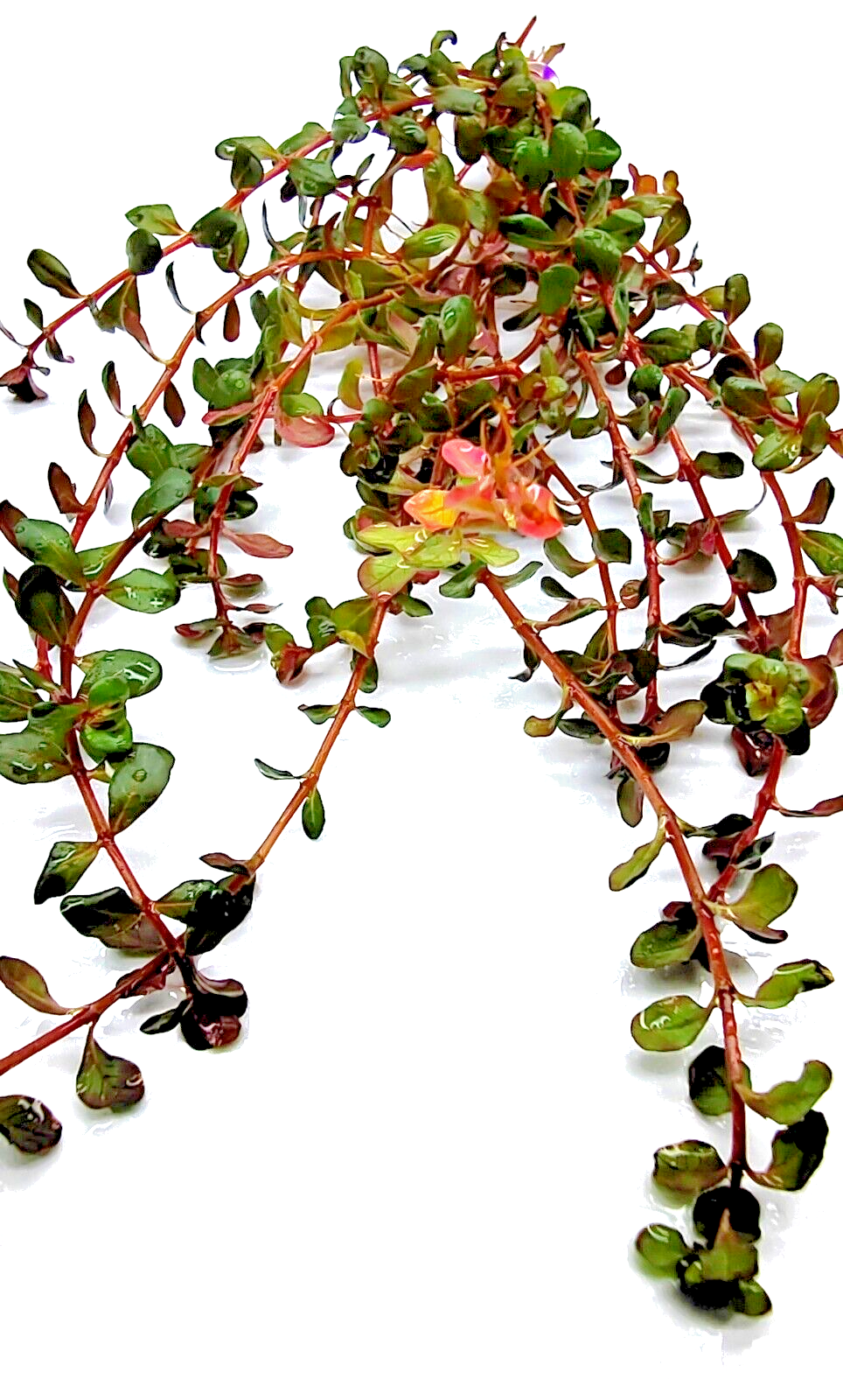 Floratica 12 x Rotala Indica Live Aquarium Plants Tropical Fish Tank ...