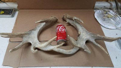 PALMATED BIG BASES WHITETAIL DEER sheds 166 1/8 Antlers mule mount elk ...
