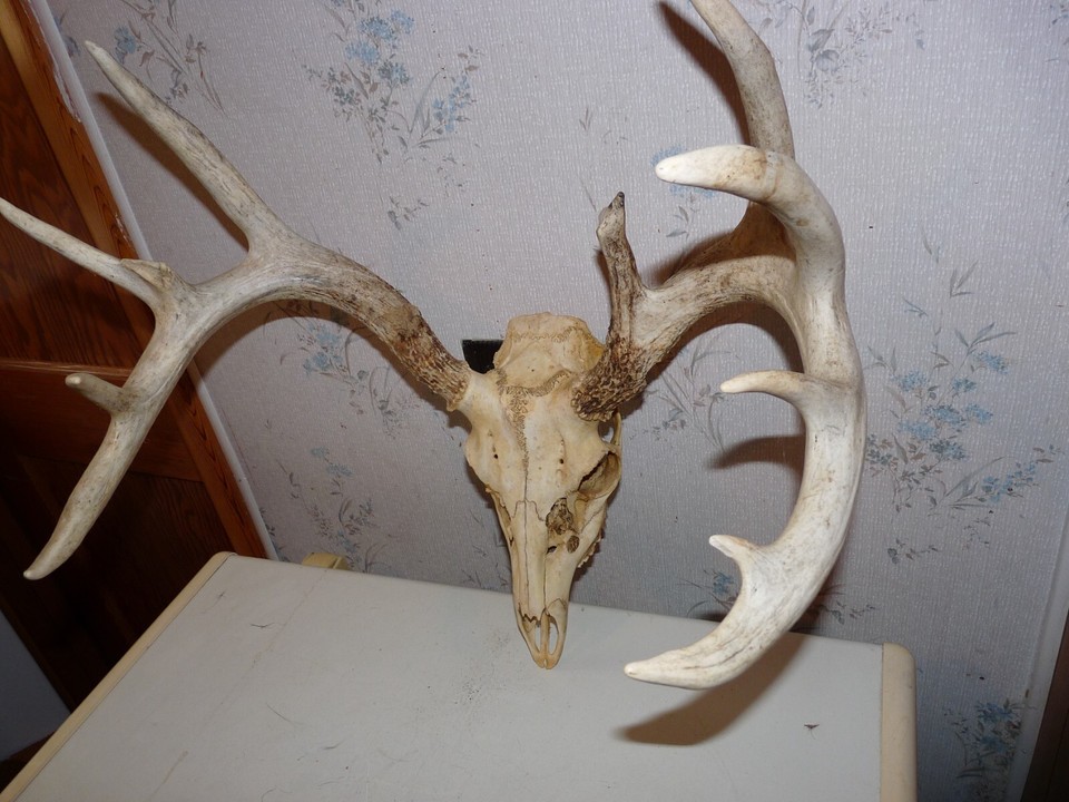 MONSTER 11 POINT Whitetail Deer Skull Mount European Buck Skull Antler ...