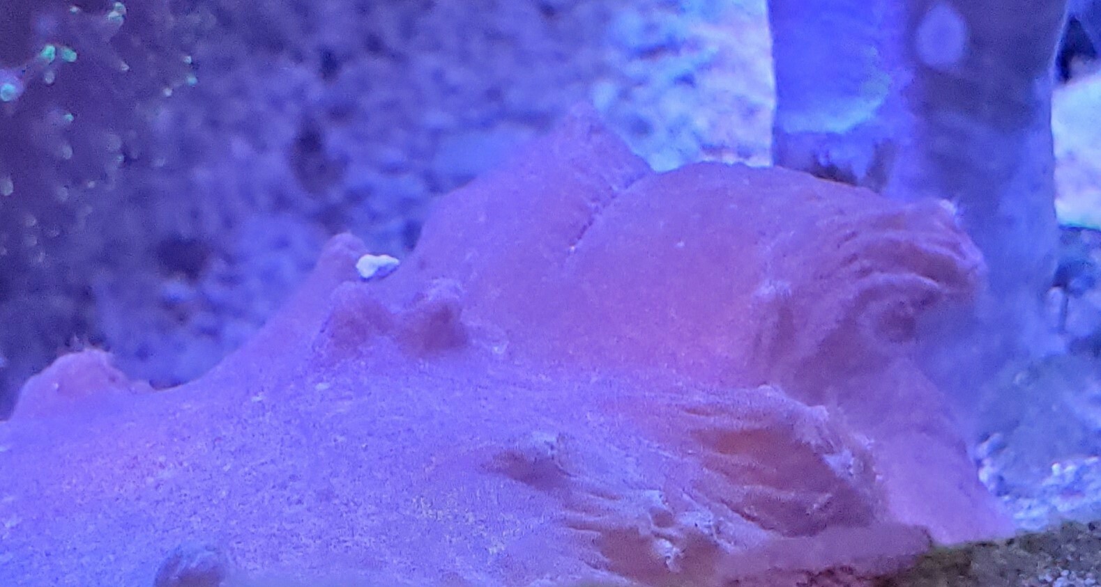 Leather Frag Pack, 4 Frags (Beginner Reef Zoas Salt Water Coral Live ...