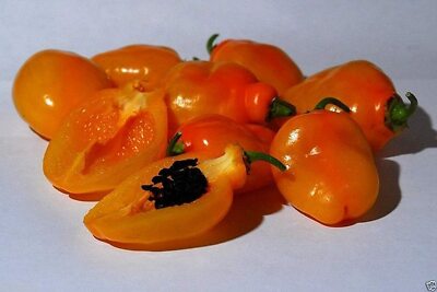 ORANGE ROCOTO CHILLI cool climate chilli 10+ seeds. Organic, grown in ...