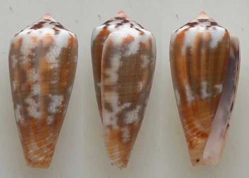 Conchiglia - Shell : conus magus ambroides | eBay