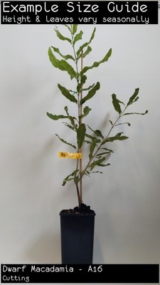 Dwarf Macadamia - A16 (Macadamia integrifolia) Fruit Tree Plant | eBay ...
