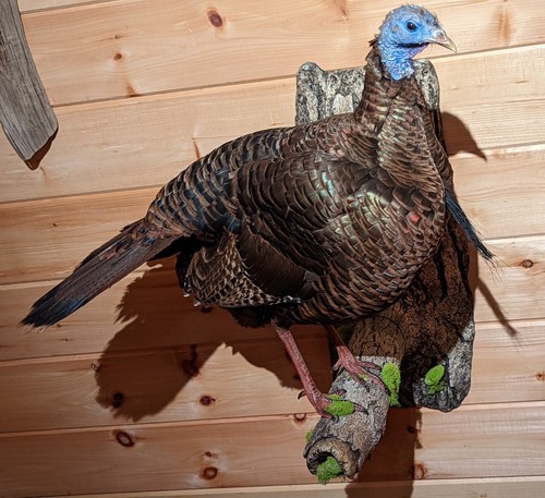 Bearded Hen Eastern Turkey Wall Mount on Log | eBay