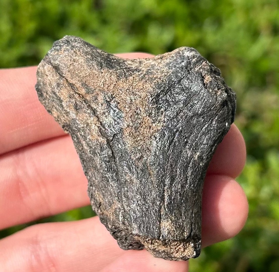 Fossil Deer Antler Bone Mammal Odocoileus Florida Pleistocene Ice Age ...
