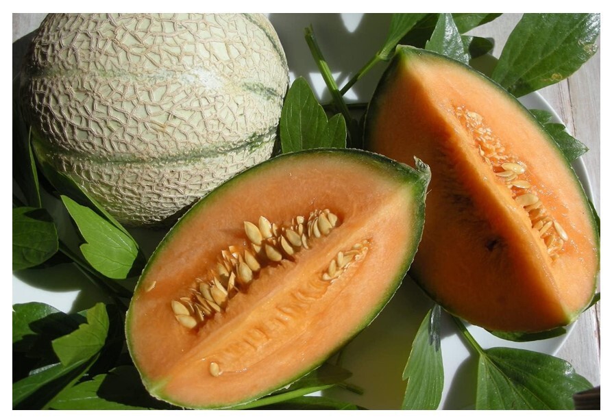 CHARENTAIS MELON FRUIT RARE FRENCH CANTALOUPE SWEET HEIRLOOM NON-GMO 25 ...